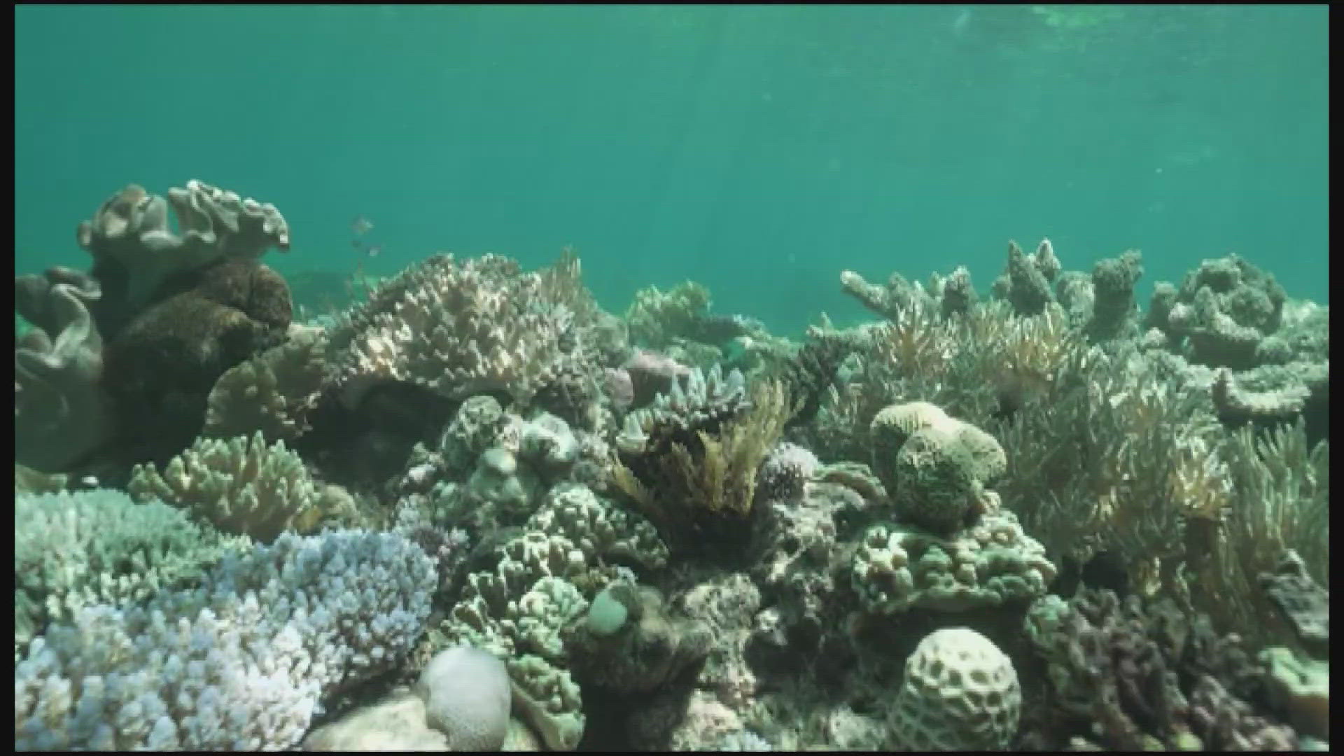Report: Earth reached first climate tipping point with coral reef die ...