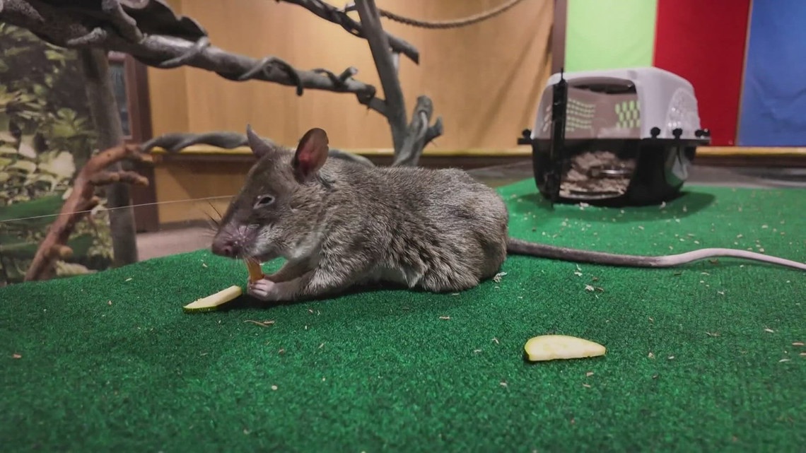 Bomb-sniffing rats? Rodents are being trained to detect landmines ...