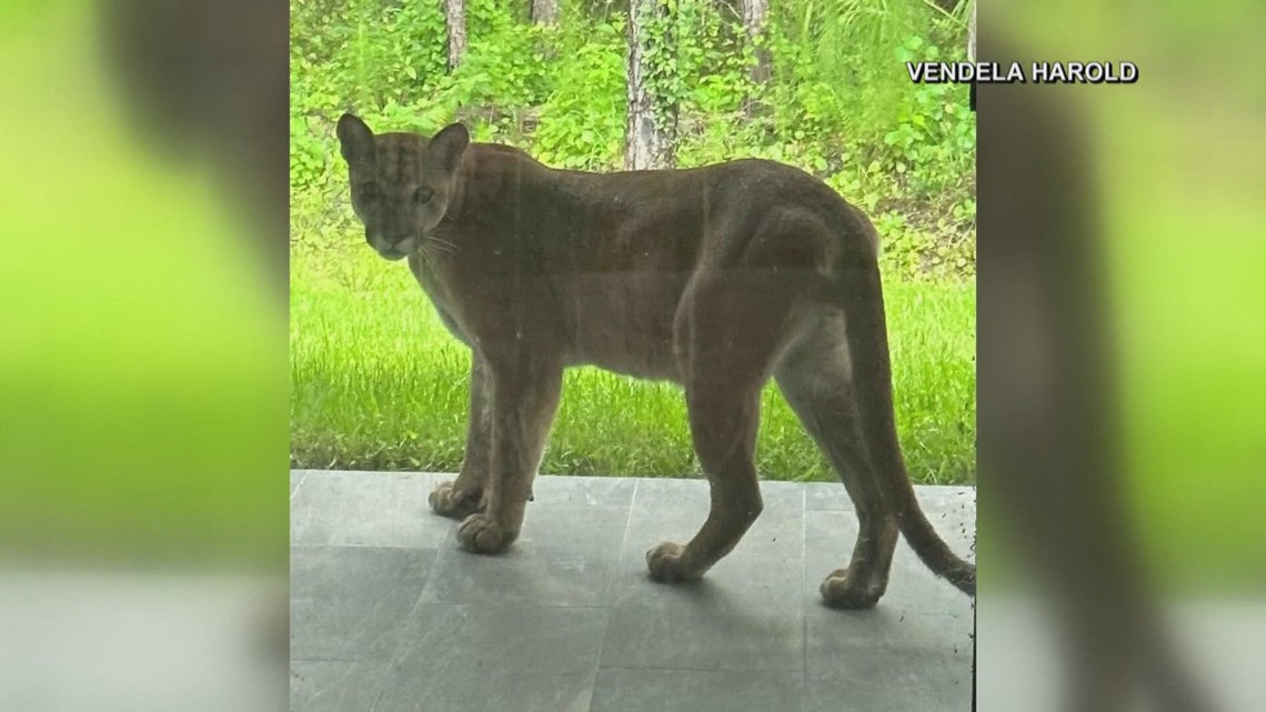 Rare Florida panther caught peeking in window | newscentermaine.com