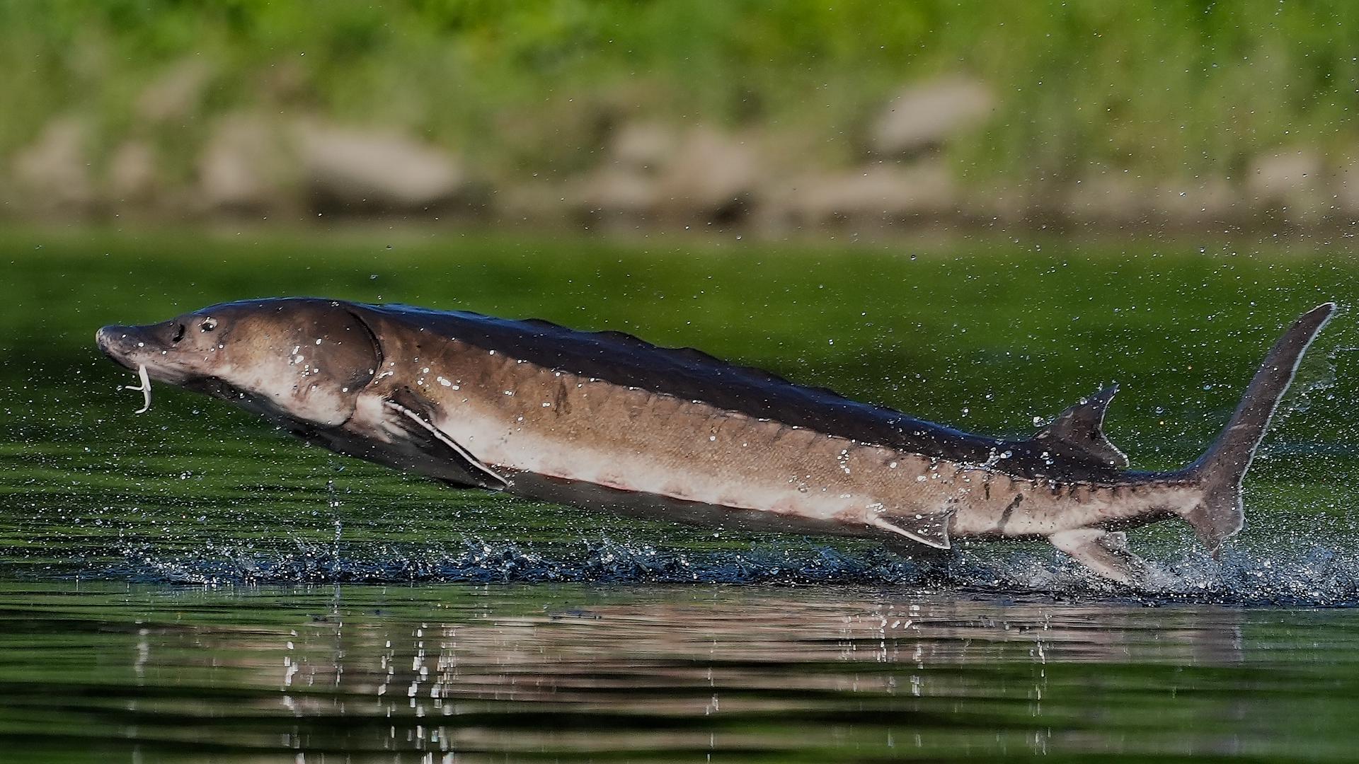 Sturgeon thrive in Kennebec River amid recovery | newscentermaine.com