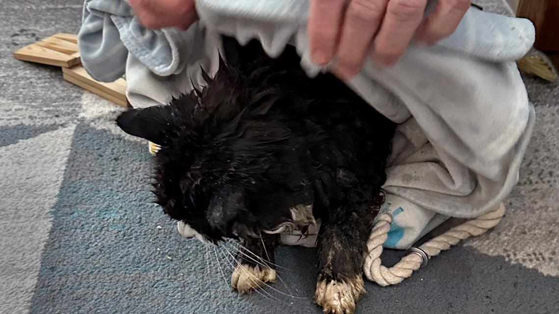 Blind Massachusetts cat, 20, rescued after falling through ice | newscentermaine.com