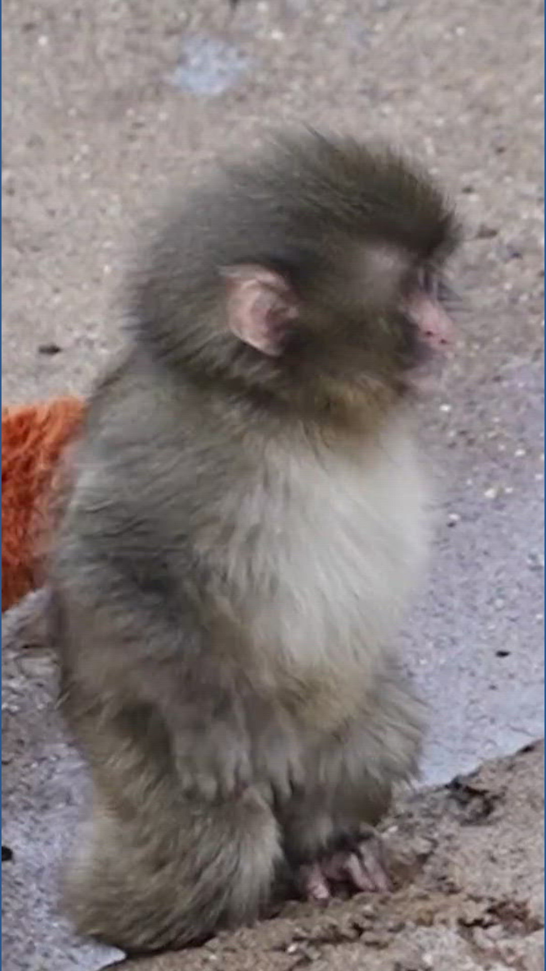 Punch the Monkey gets another chance | newscentermaine.com
