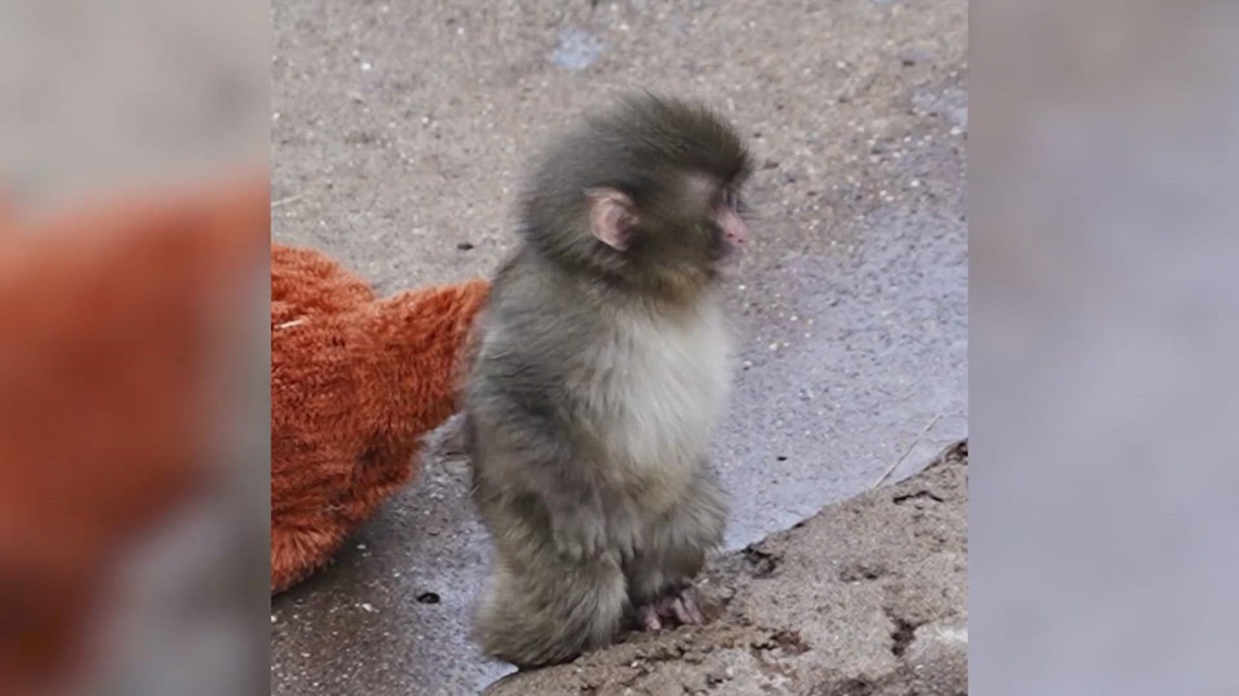 Punch the Monkey gets another chance | newscentermaine.com