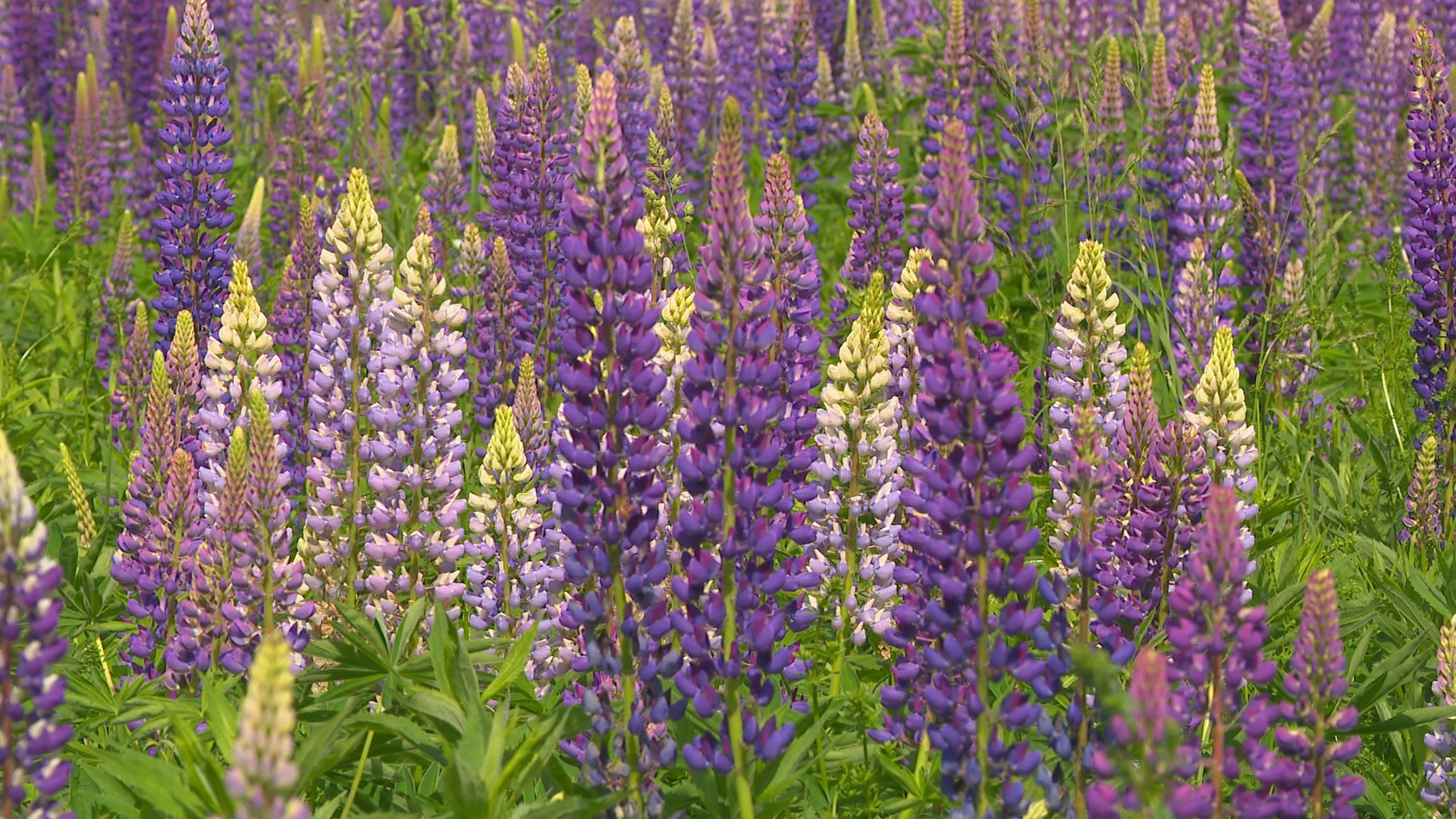 Everything to know about Lupine | newscentermaine.com