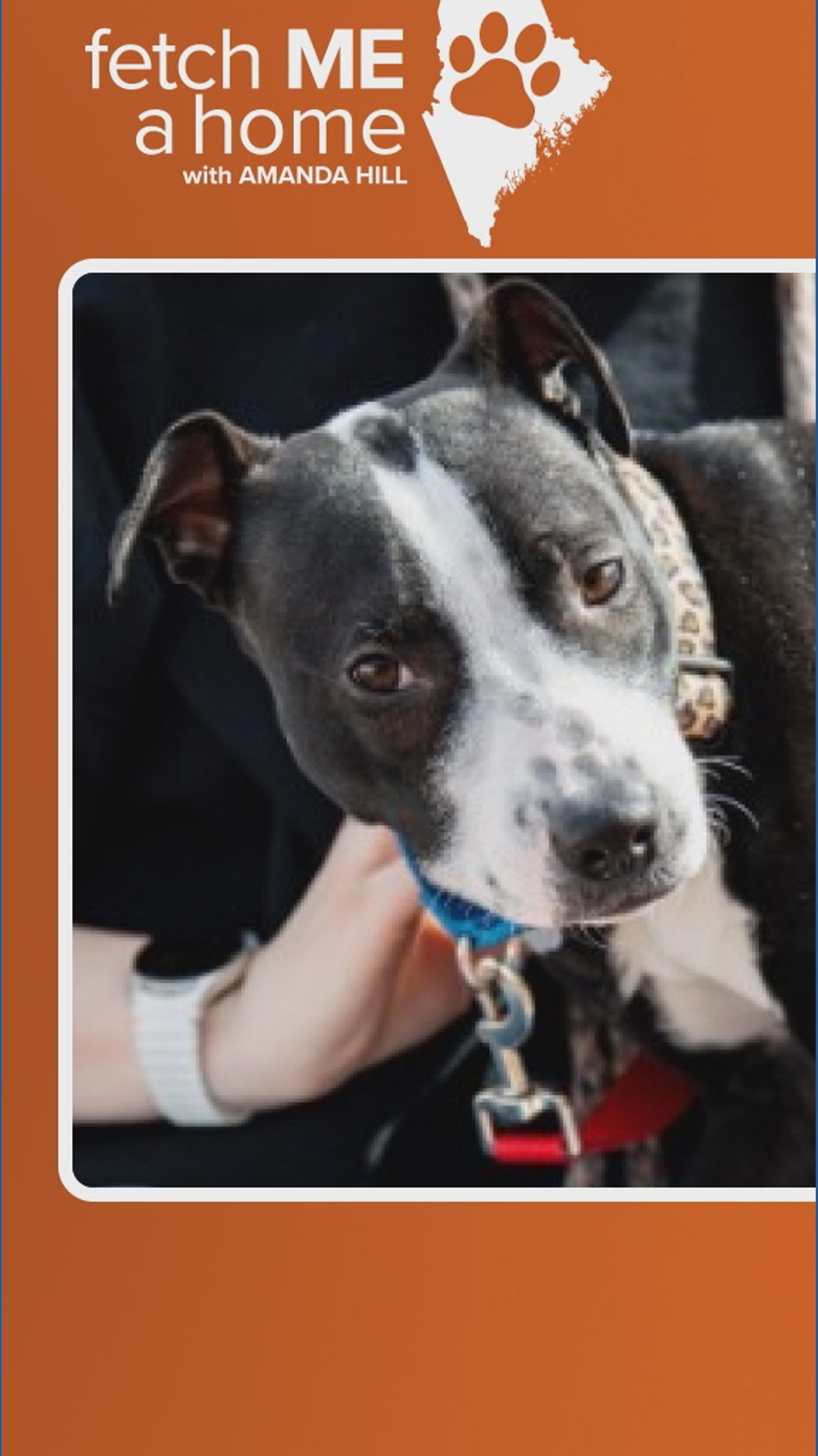 Fetch ME A Home | 9-month-old Gator | newscentermaine.com