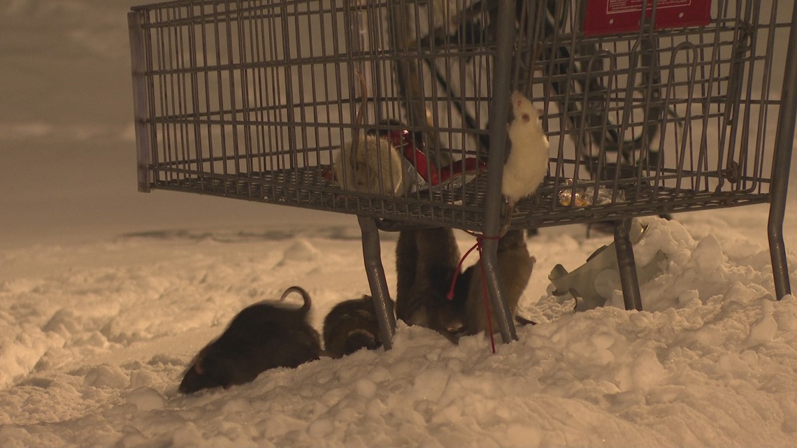 Harbor View Memorial park in Portland infested with rats ...