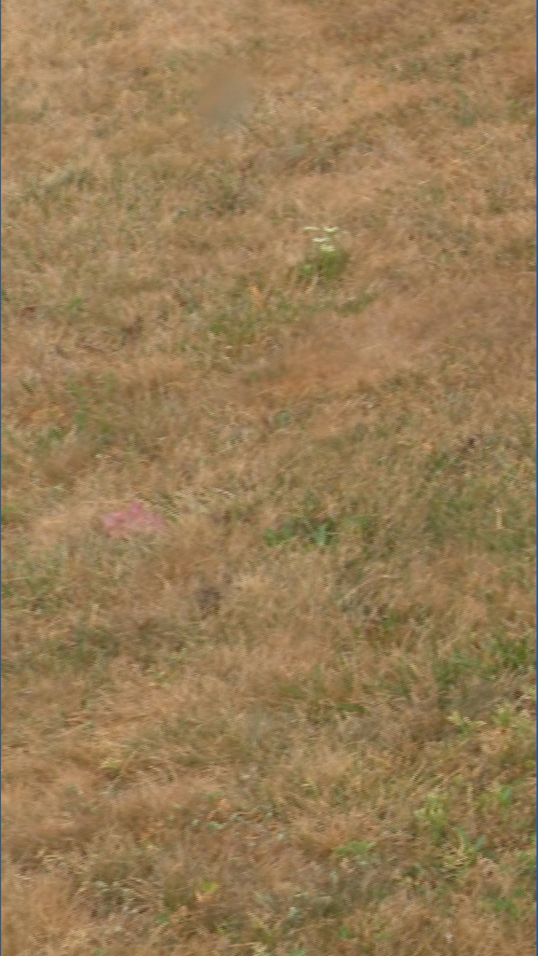 Reseeding Grass | Gardening with Gutner | newscentermaine.com