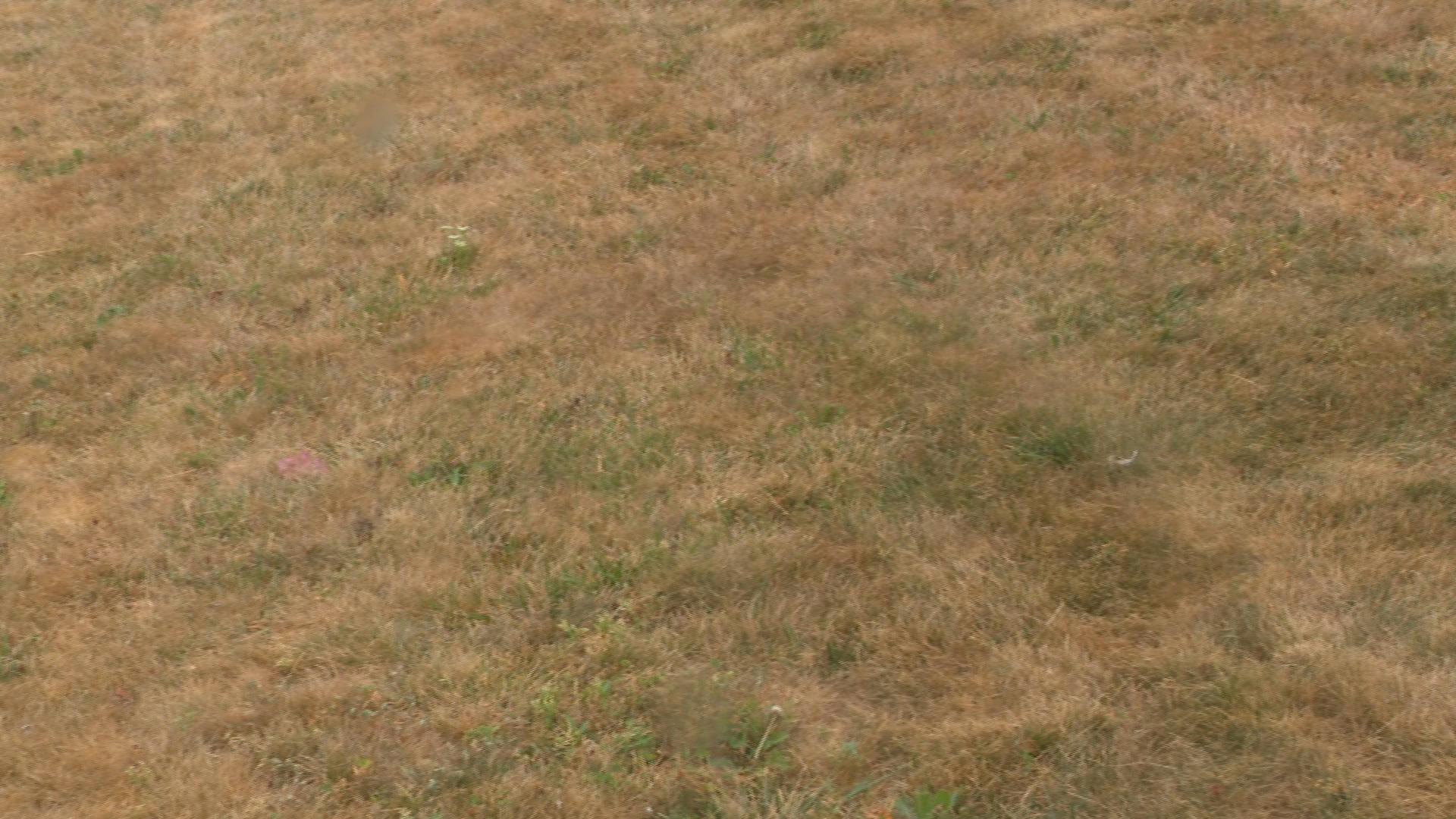 Reseeding Grass | Gardening with Gutner | newscentermaine.com