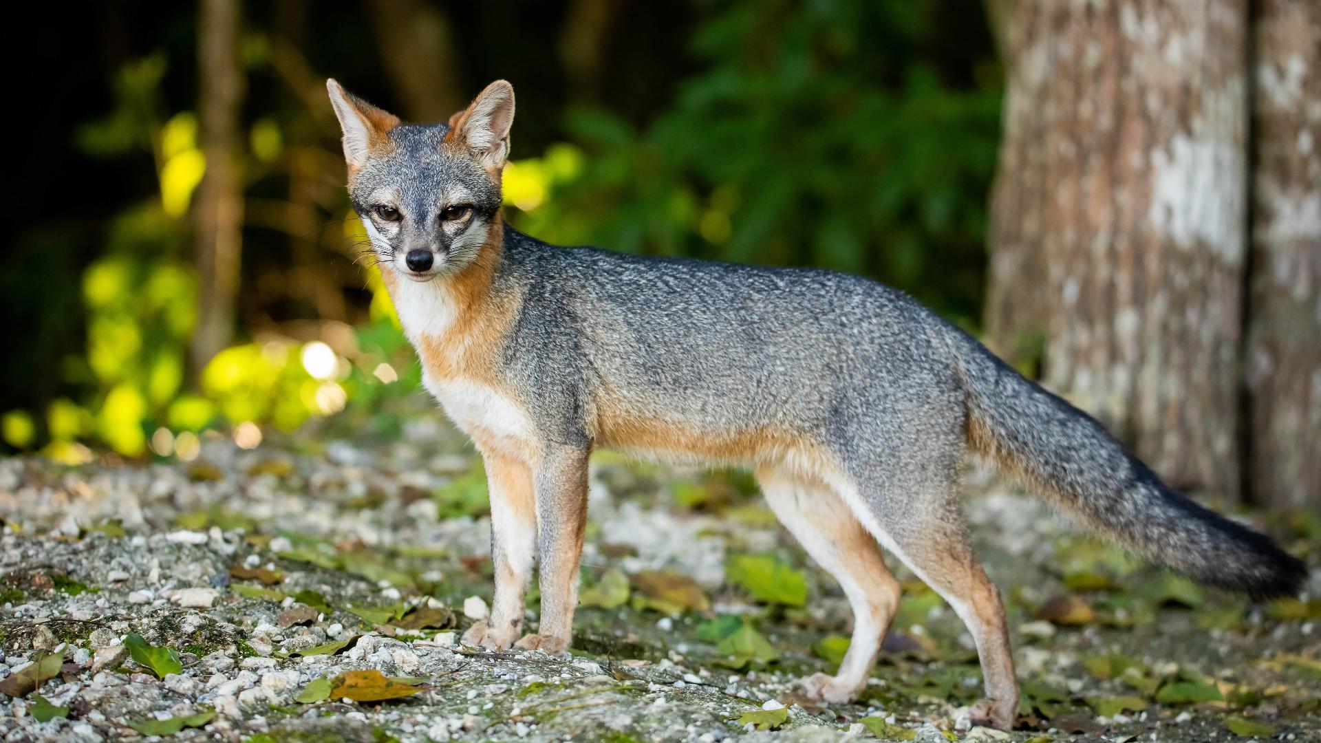 Grey fox tests positive for rabies in Waterville | newscentermaine.com
