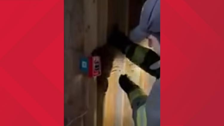 Auburn firefighters find furry culprit behind false alarm ...