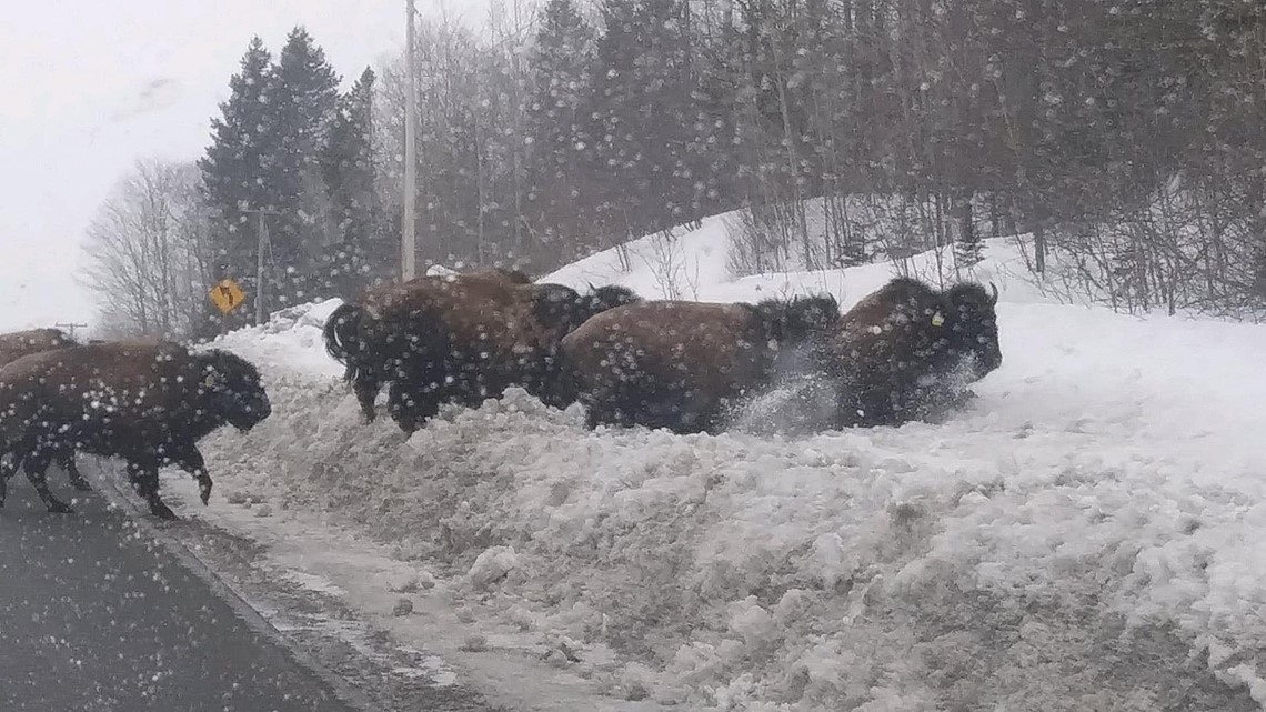 Herd of bison escapes from farm in Presque Isle, Maine ...