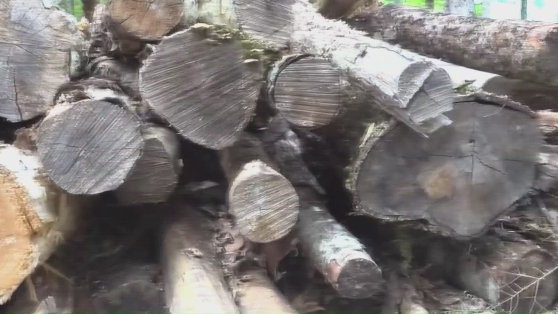 Logging industry faces challenges following Robbins Lumber mill ...