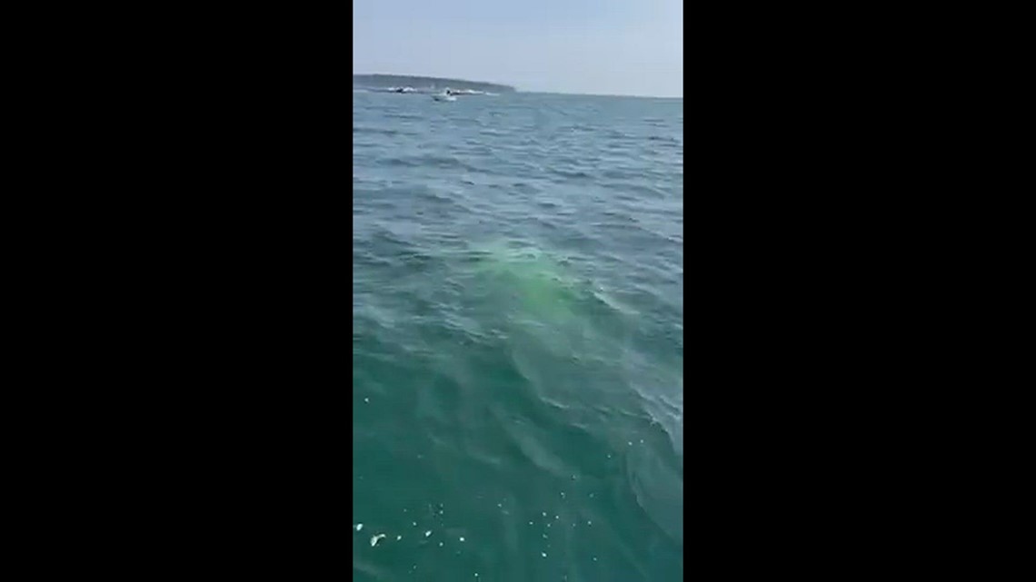 Humpback whale in Pigs Cove, Boothbay Harbor | newscentermaine.com