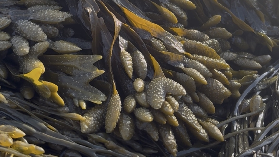 Seaweed ID walk in Cape Elizabeth | newscentermaine.com