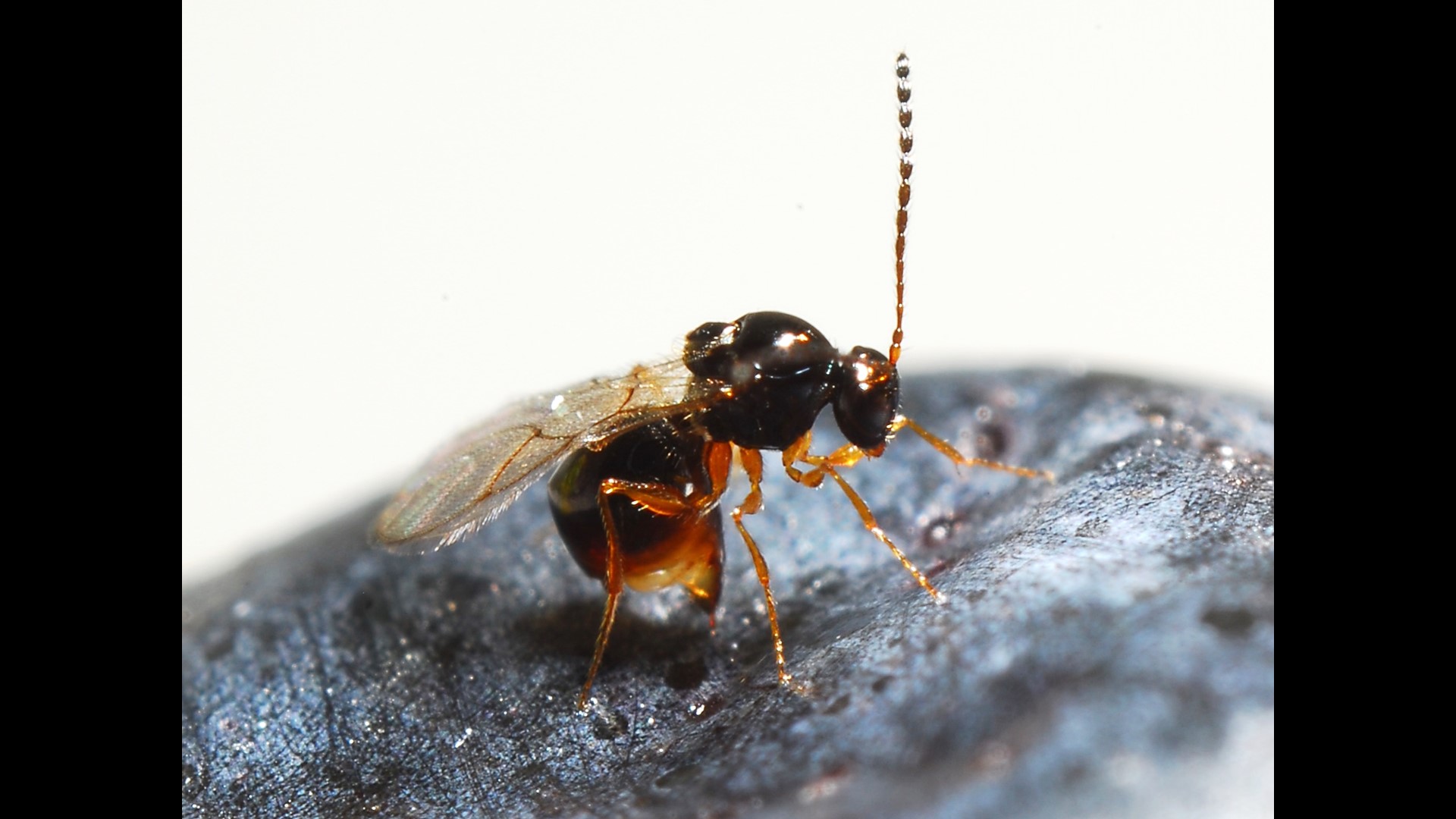 Newly introduced wasps used to fight invasive flies in Maine ...