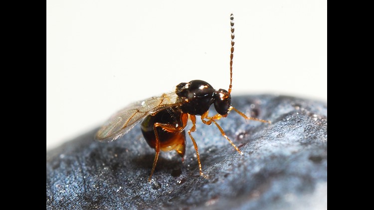 Newly introduced wasps used to fight invasive flies in Maine ...