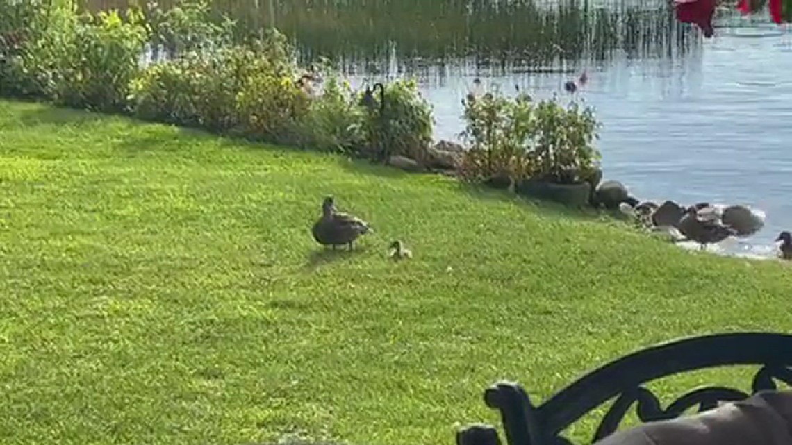 Ducky day | newscentermaine.com