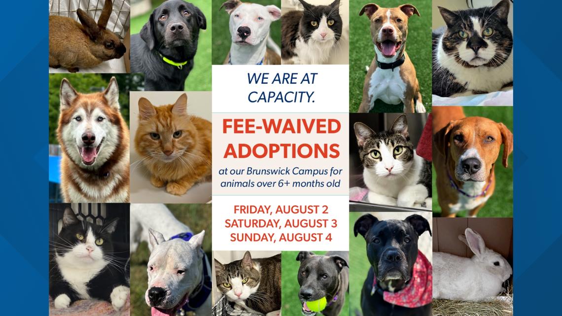 Midcoast Humane waives adoption fees after reaching capacity ...