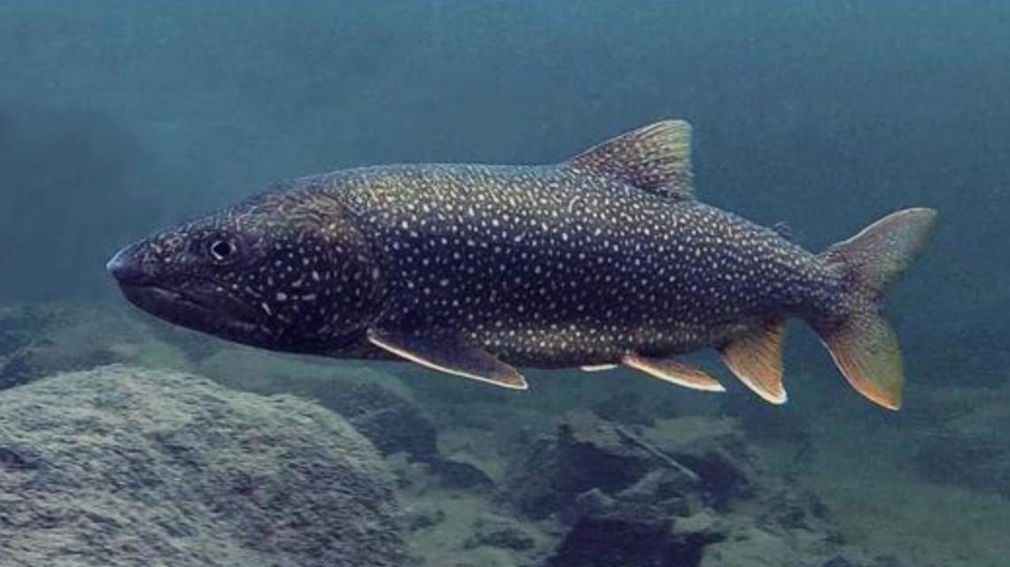 'From a fish's perspective': Maine fisherman uses drone to explore ...