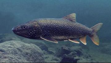 207 | newscentermaine.com | newscentermaine.com