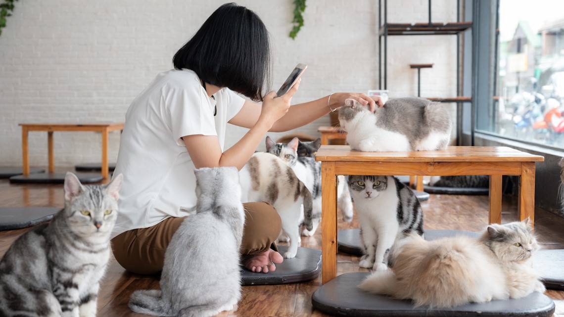 Meow Cat Lounge cat cafe coming to Westbrook, Maine | newscentermaine.com