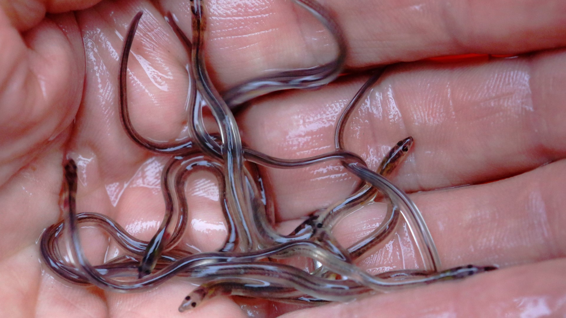 Elver price up to 2012 levels, state says | newscentermaine.com