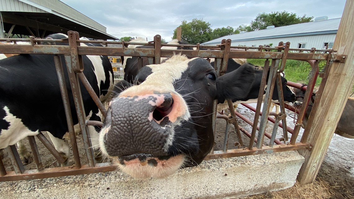 Three kids carry on the farming family tradition | newscentermaine.com