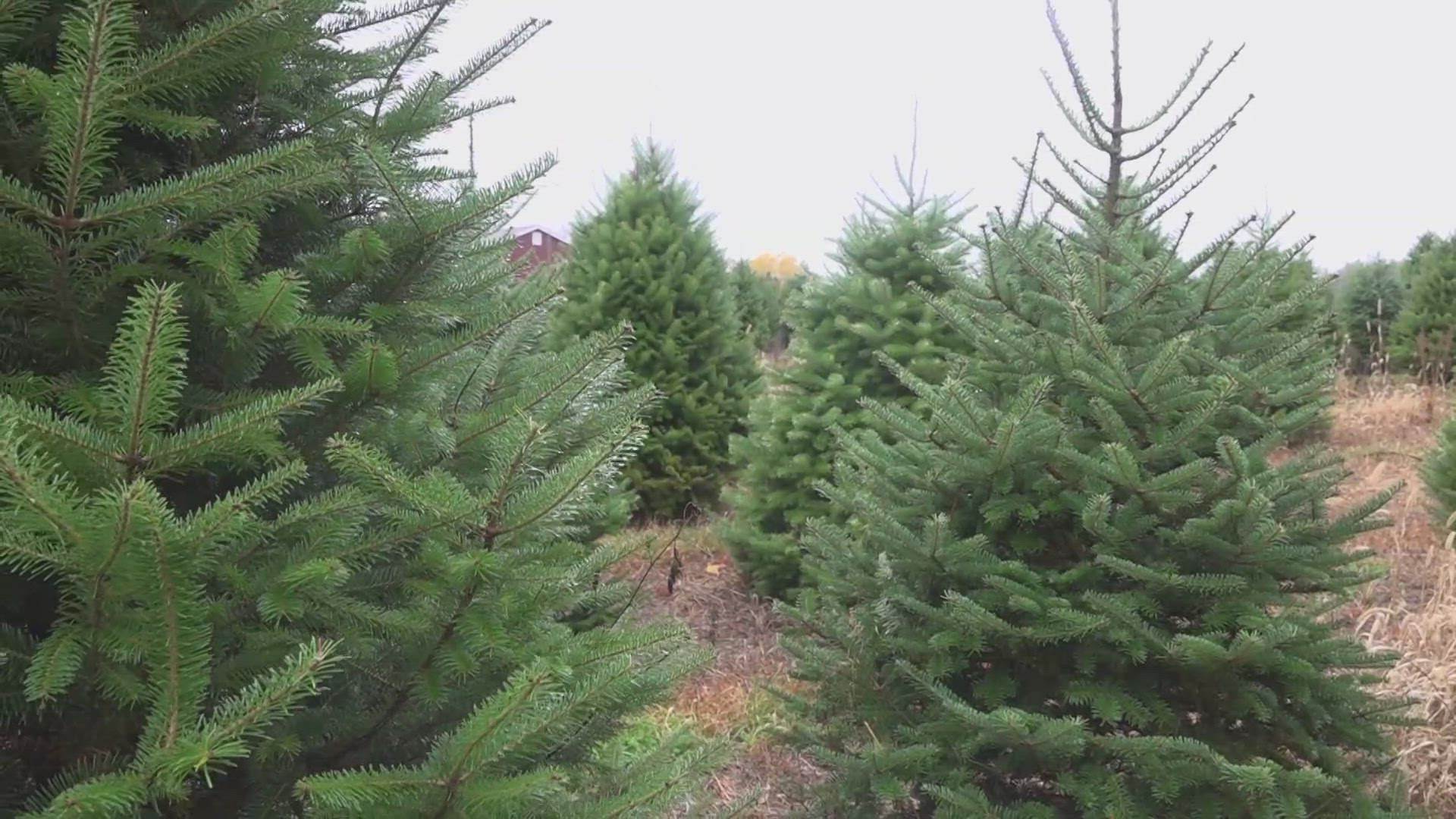 Christmas trees resilient through drought and ready for harvest | newscentermaine.com