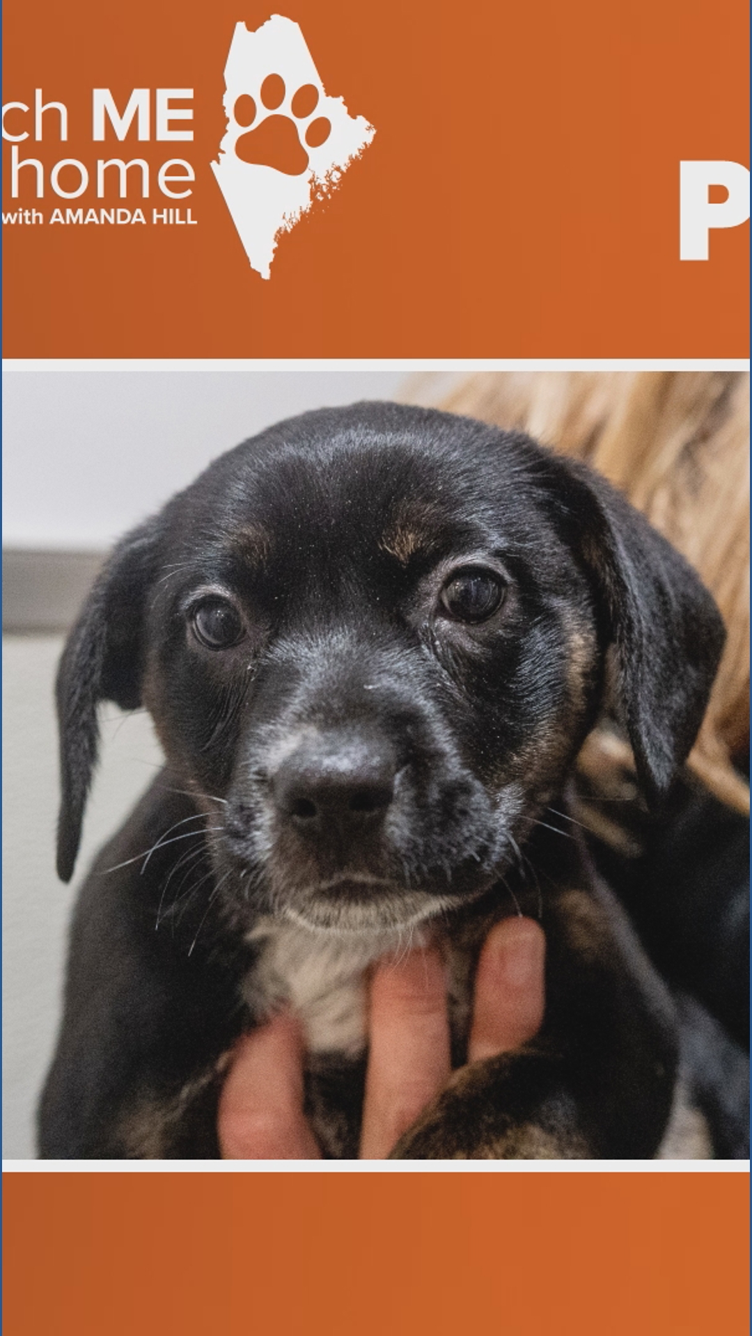 Fetch ME a Home | Tiny Pebbles a bundle of energy | newscentermaine.com
