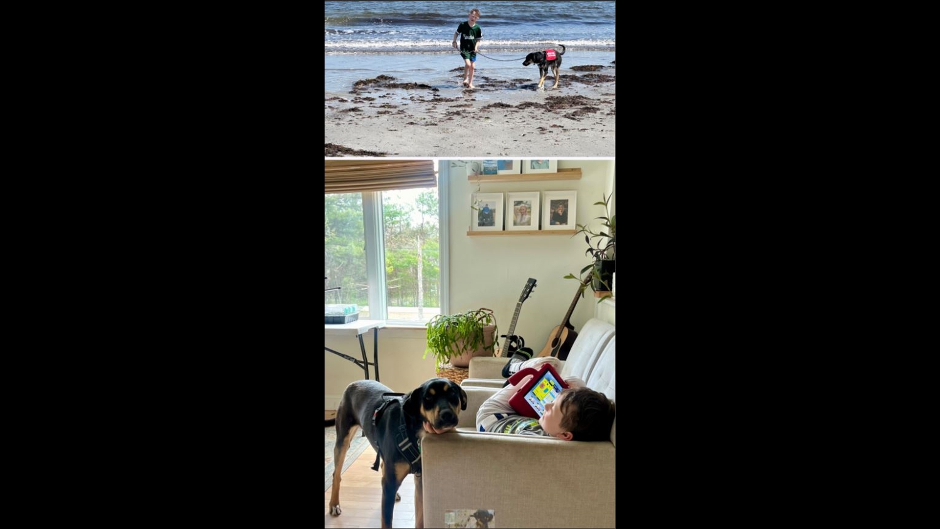 Fetch ME A Home | 1-year-old Ben is looking for his forever home ...