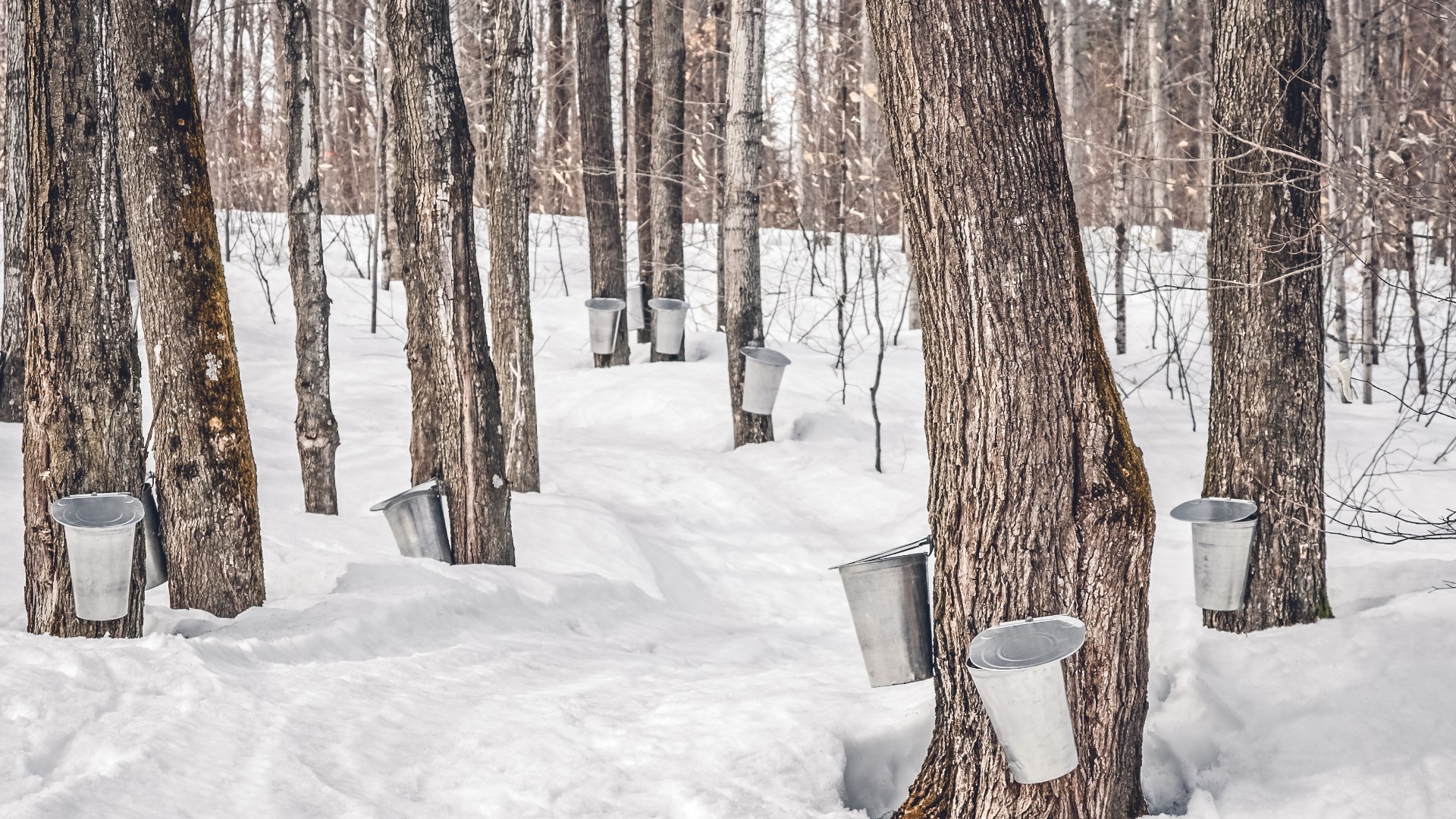 207 | newscentermaine.com | newscentermaine.com