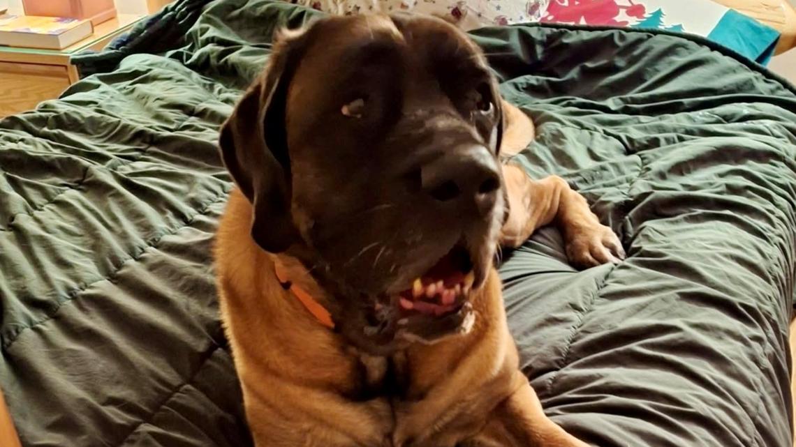 Glenburn, Maine home break-in: Dog still missing, officials seeking ...