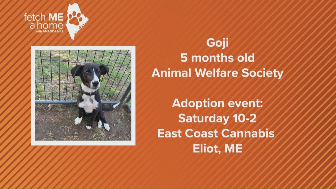 Fetch ME A Home | Goji | newscentermaine.com