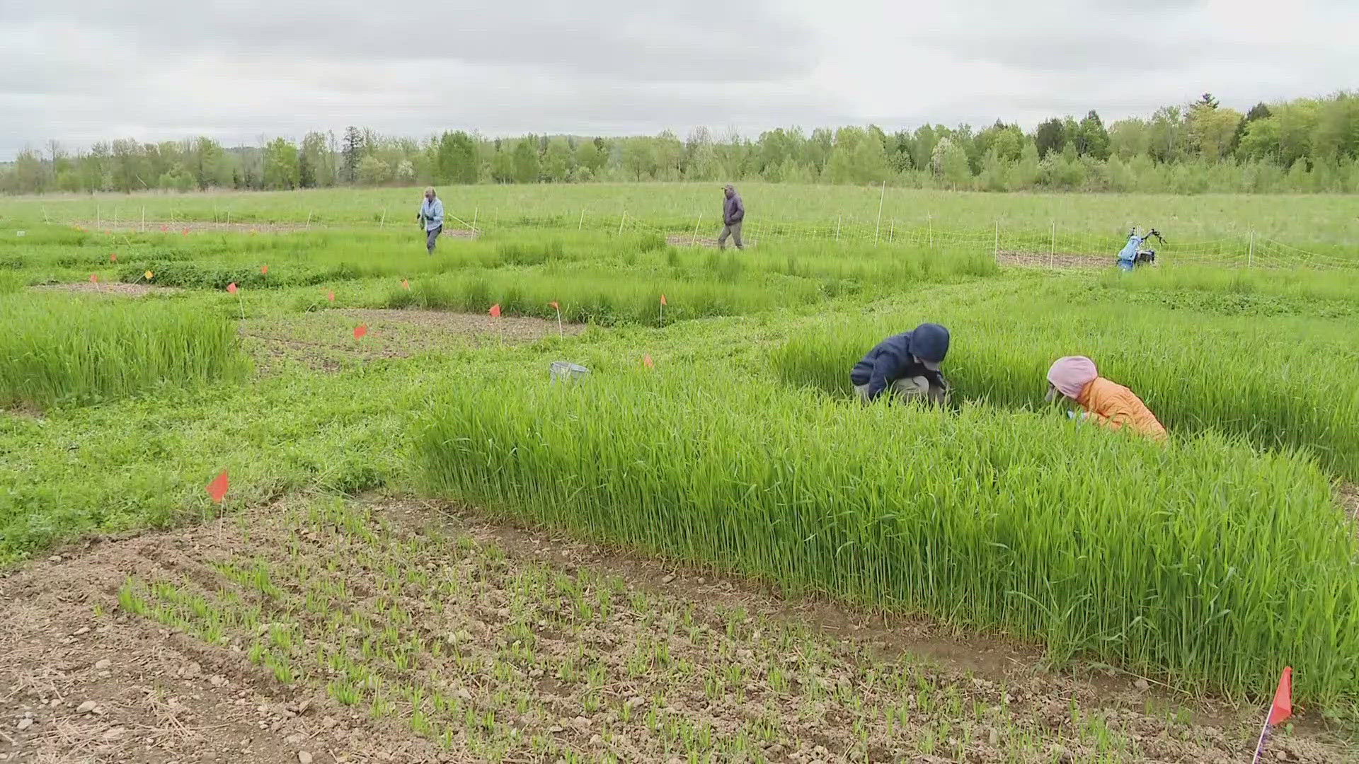 UMaine turns PFAS-contaminated farmland into research hub ...