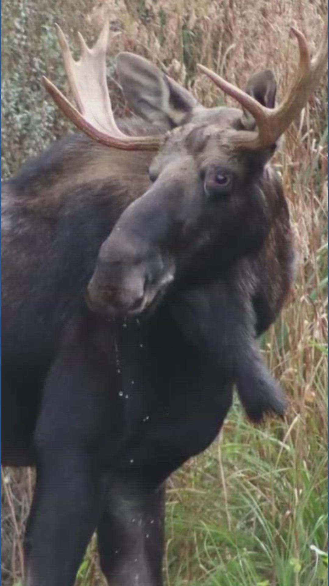 Maine's moose population is in trouble. Tiny ticks are to blame ...