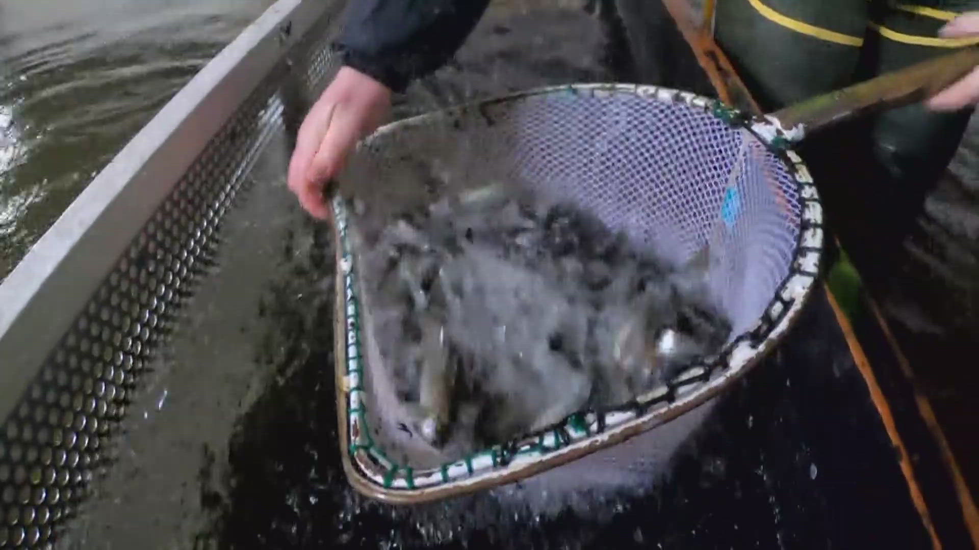 Maine hatchery upgrades aim to boost fish population and ecosystem ...