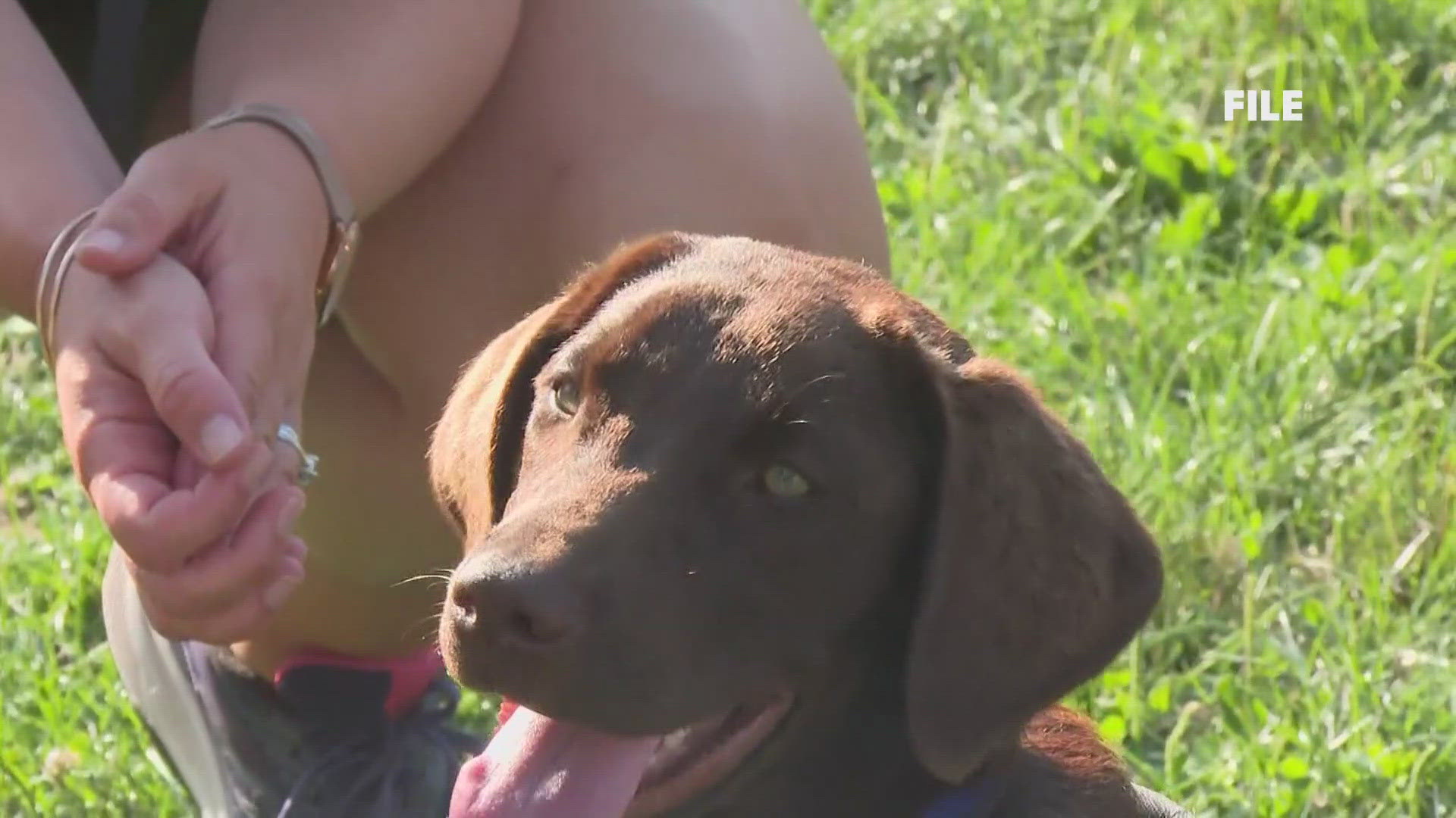 Maine comfort dog handler due in court on animal cruelty charge ...