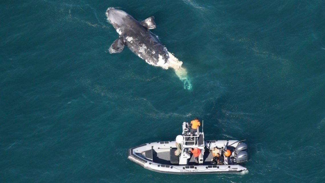Endangered whale found dead after apparent collision with ship ...