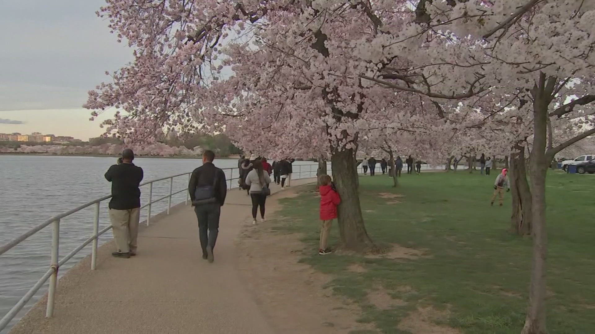 Cherry blossoms in DC are in full bloom earlier than usual ...