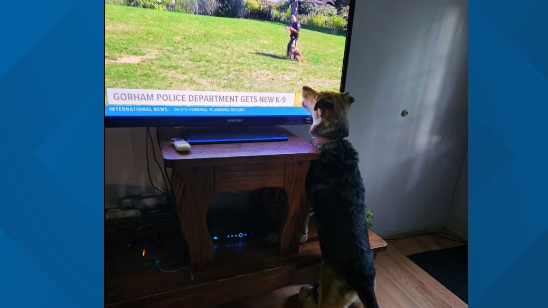 Gorham police welcome new member of K9 Team | newscentermaine.com