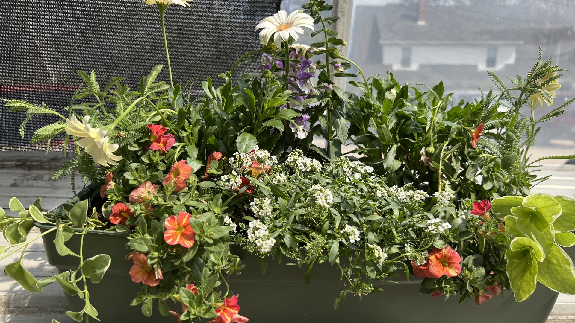 Pro tips to create beautiful window boxes and containers ...