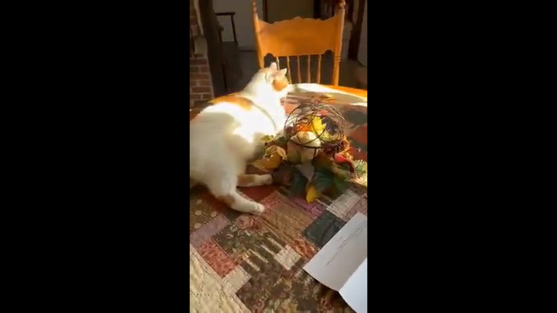 Cat won't get off the table | newscentermaine.com