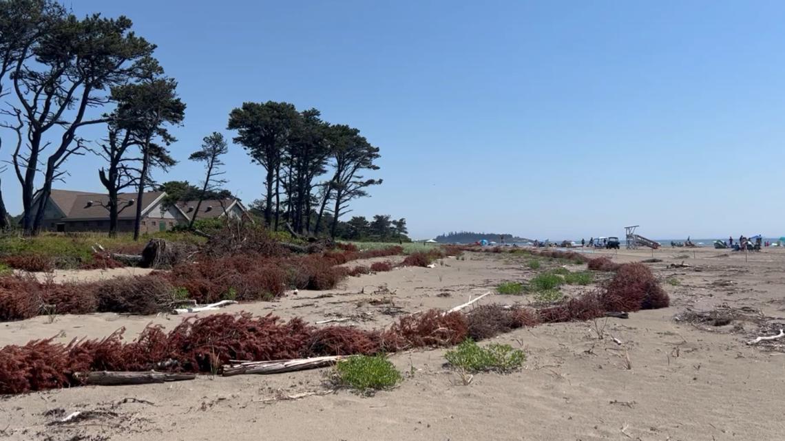 Popham Beach State Park uses Christmas trees to restore dunes ...