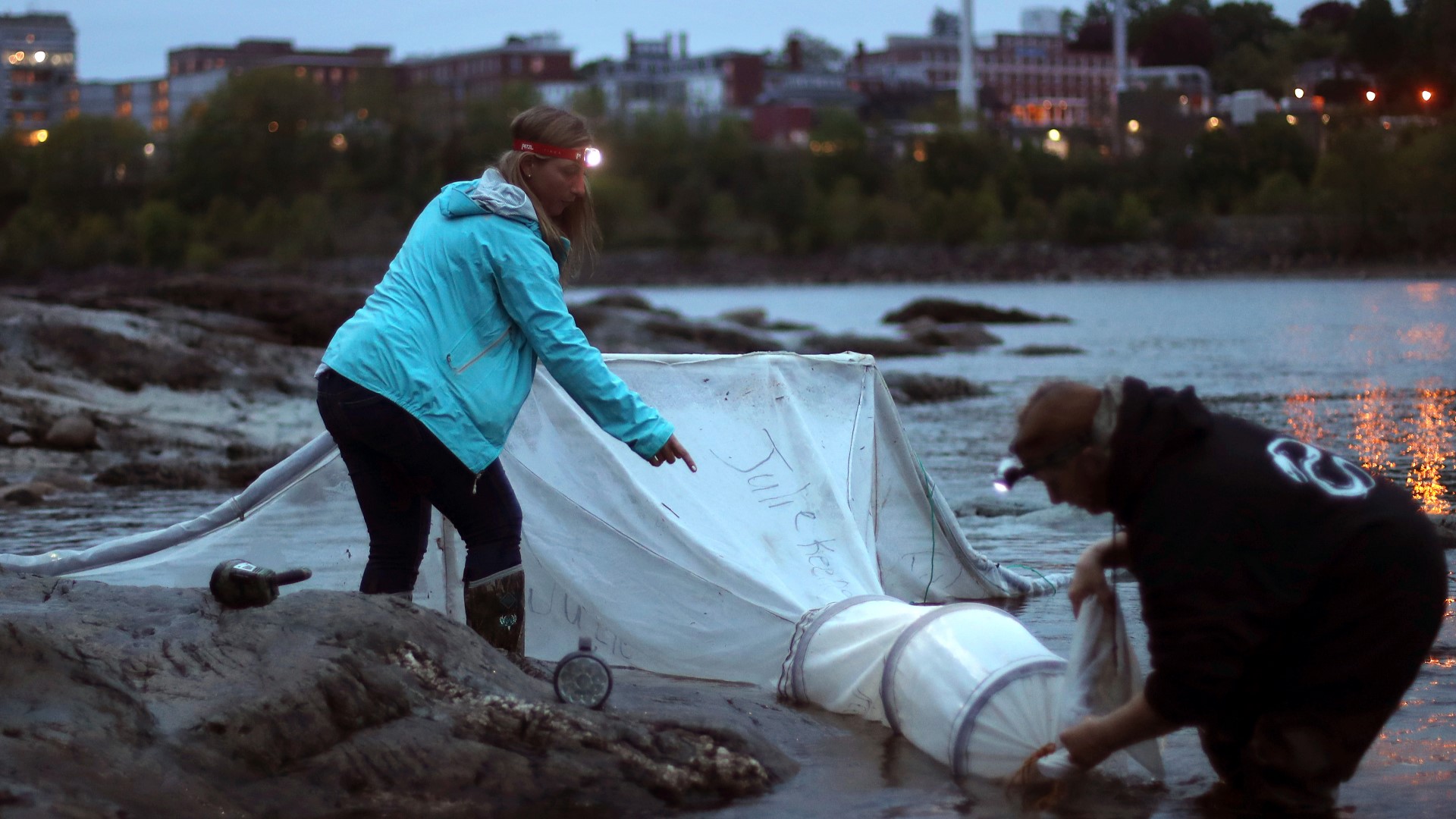 Maine fishermen hope annual elver catch quota will be raised ...