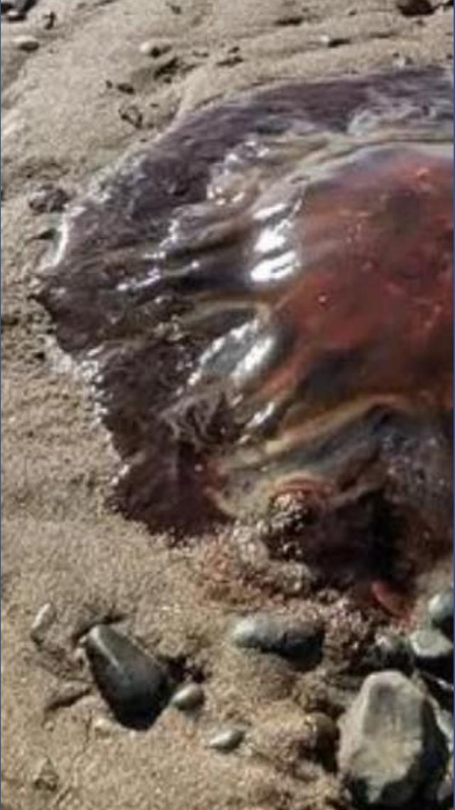 Jellyfish are popping up on several Maine beaches | newscentermaine.com
