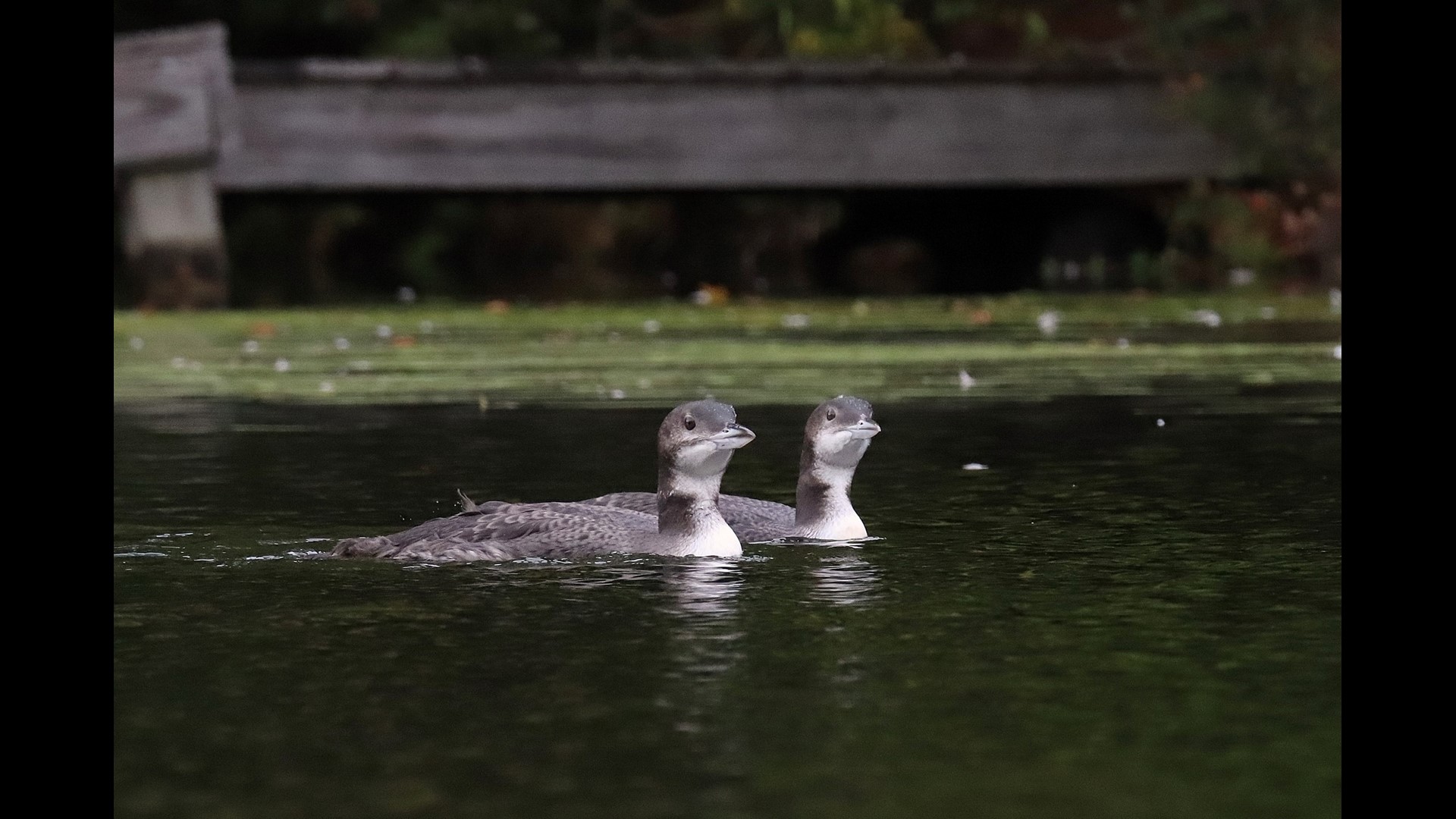 Loon chicks rescued months ago returned to Little Sebago Lake ...