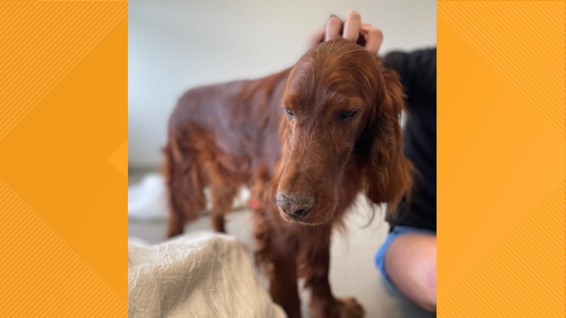 Adoption Day: Four dogs find homes, Brunswick, Maine | newscentermaine.com