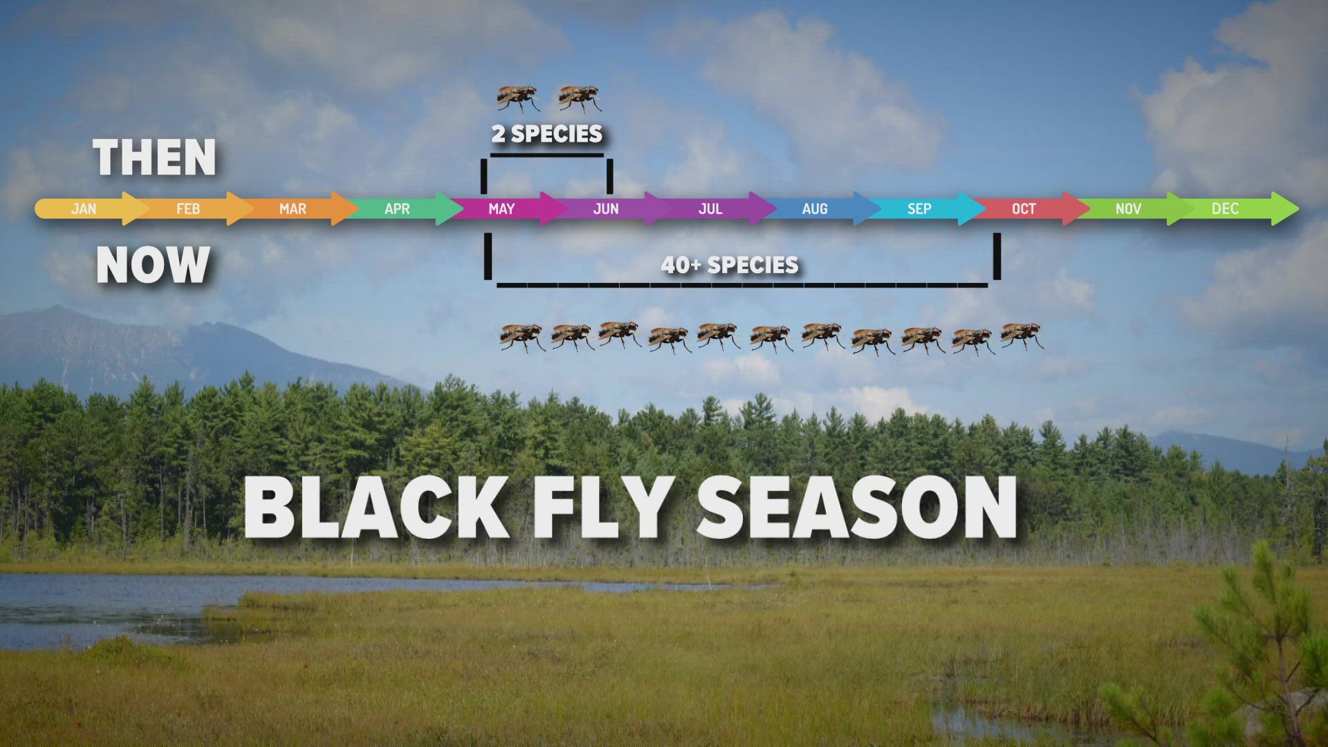 How to survive Maine's black fly season | newscentermaine.com
