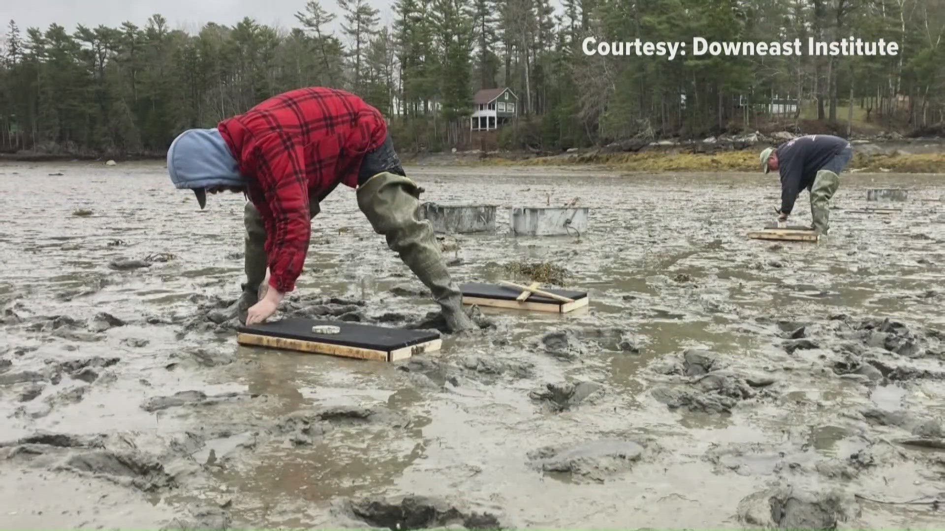 Maine researchers use clam-collecting boxes to find ways combat 85% ...