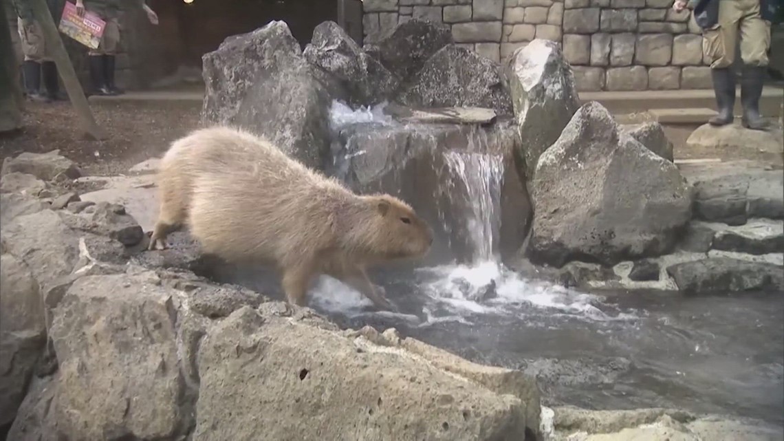 Capybaras hit the hot tub at a Japanese zoo | newscentermaine.com